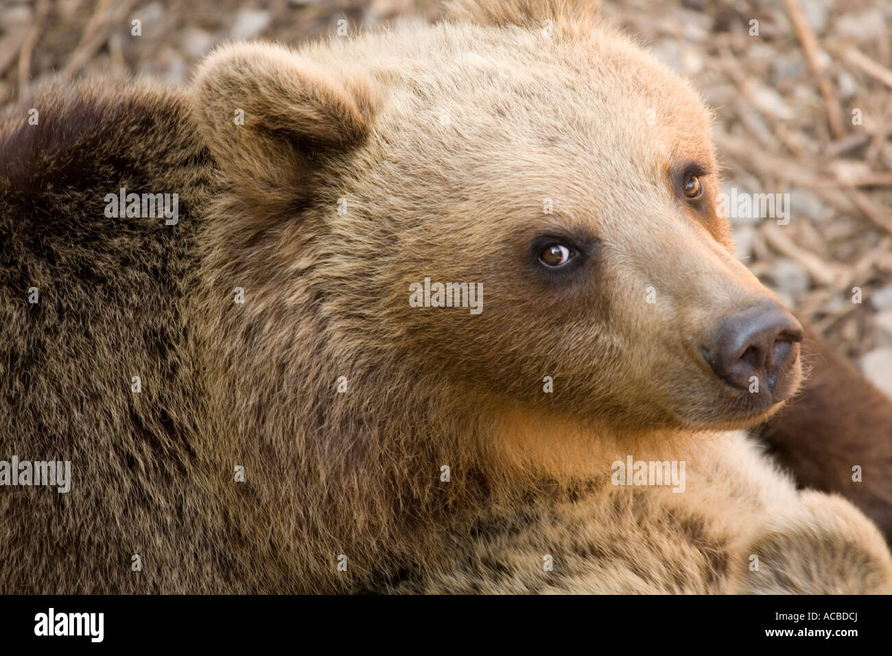 European Brown Bear in Ljubljana Zoo, Slovenia Stock Photo - Alamy