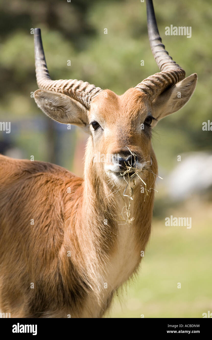 Stag at Ljubljana zoo , Slovenia Stock Photo - Alamy