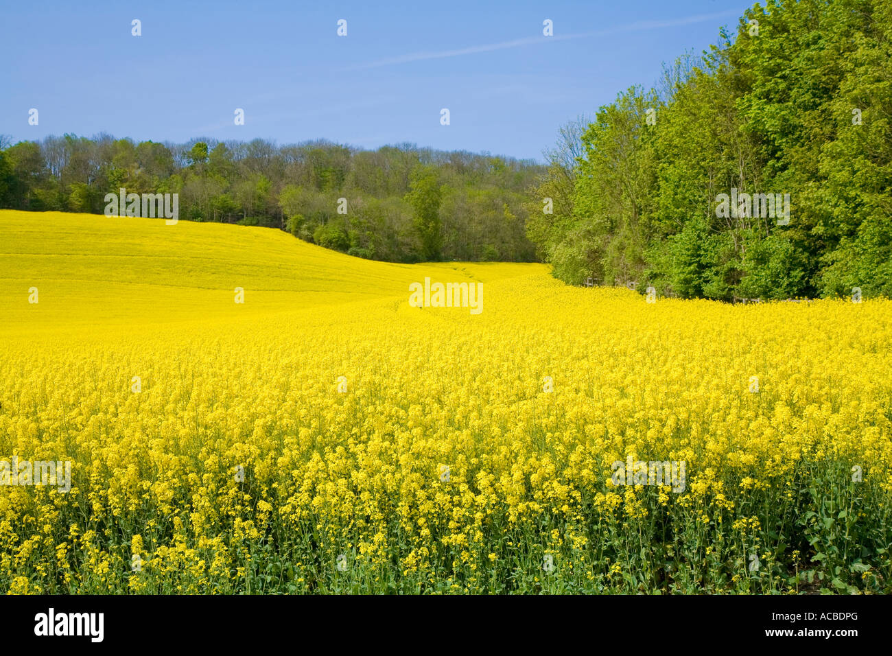 Field Of Yellow Daisies