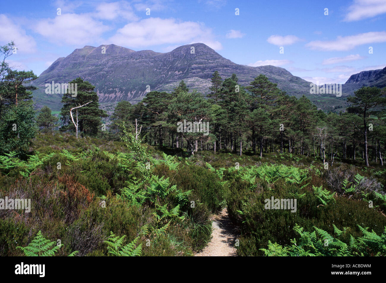 Beinn Eighe Trail, Scots Pine trees, mountain, mountainous Scottish ...