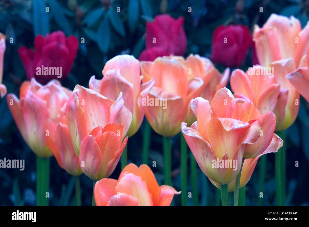 Pink tulips at the Skagit Valley Tulip Festival in Mount Vernon ...