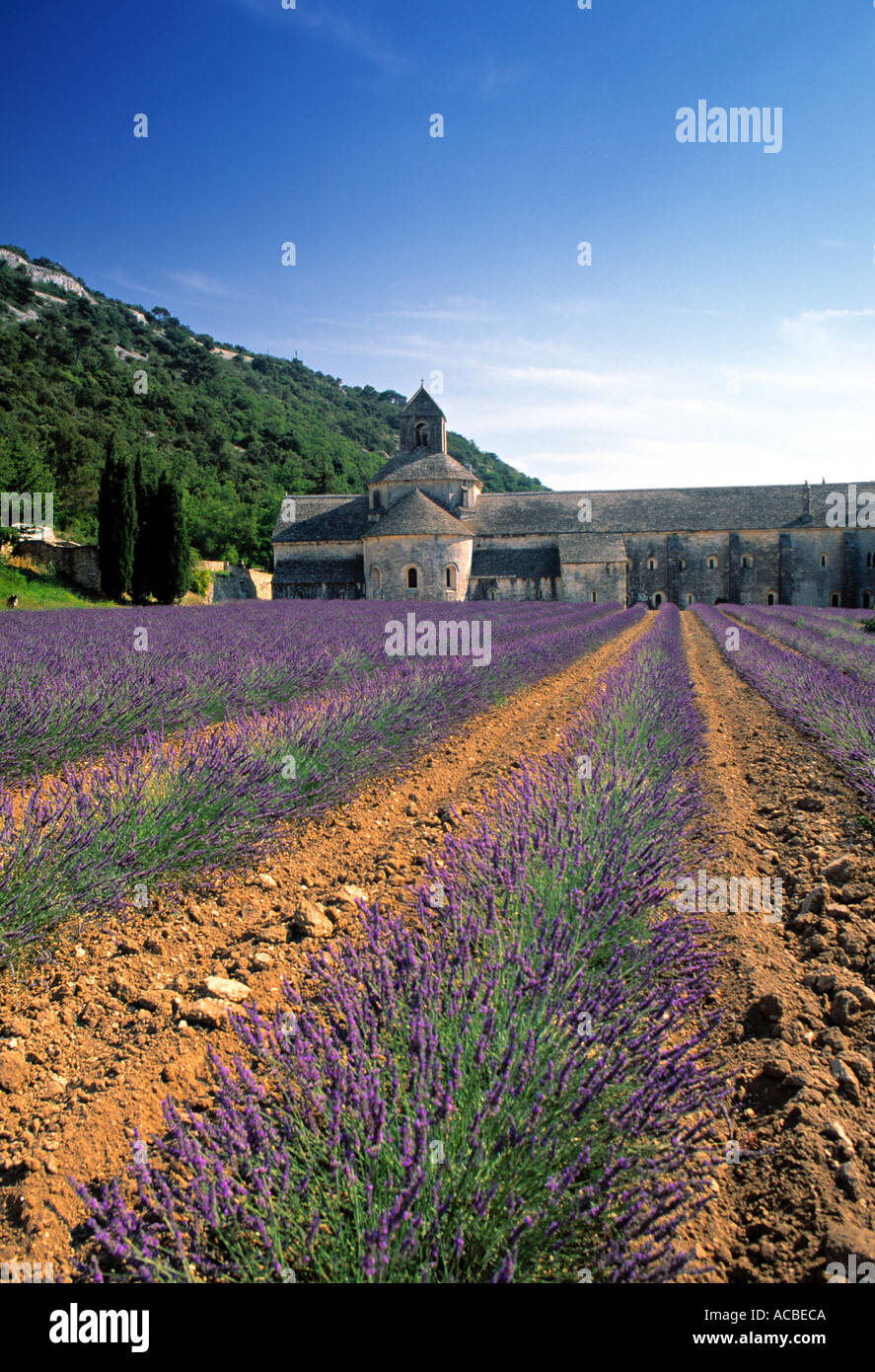 Abbaye de Senanque Provence France Stock Photo - Alamy