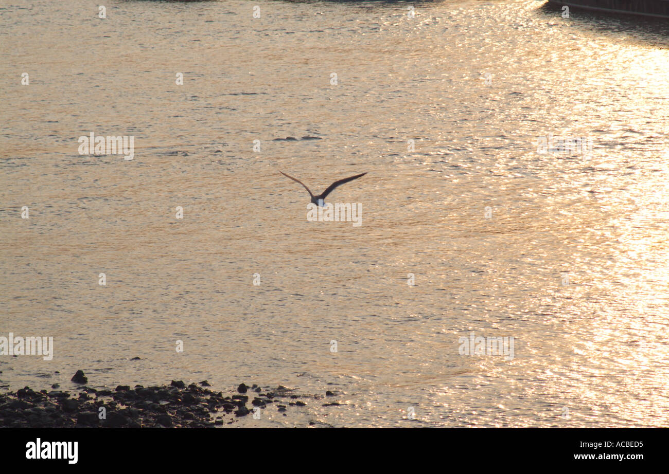 2003 summer uk london river hi-res stock photography and images - Alamy