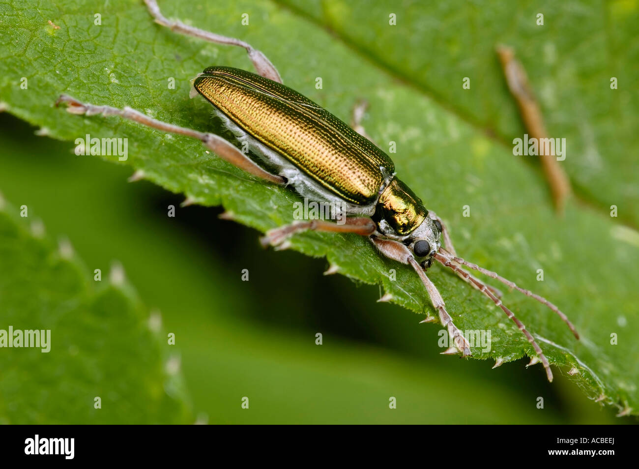 Donacia sp hi-res stock photography and images - Alamy