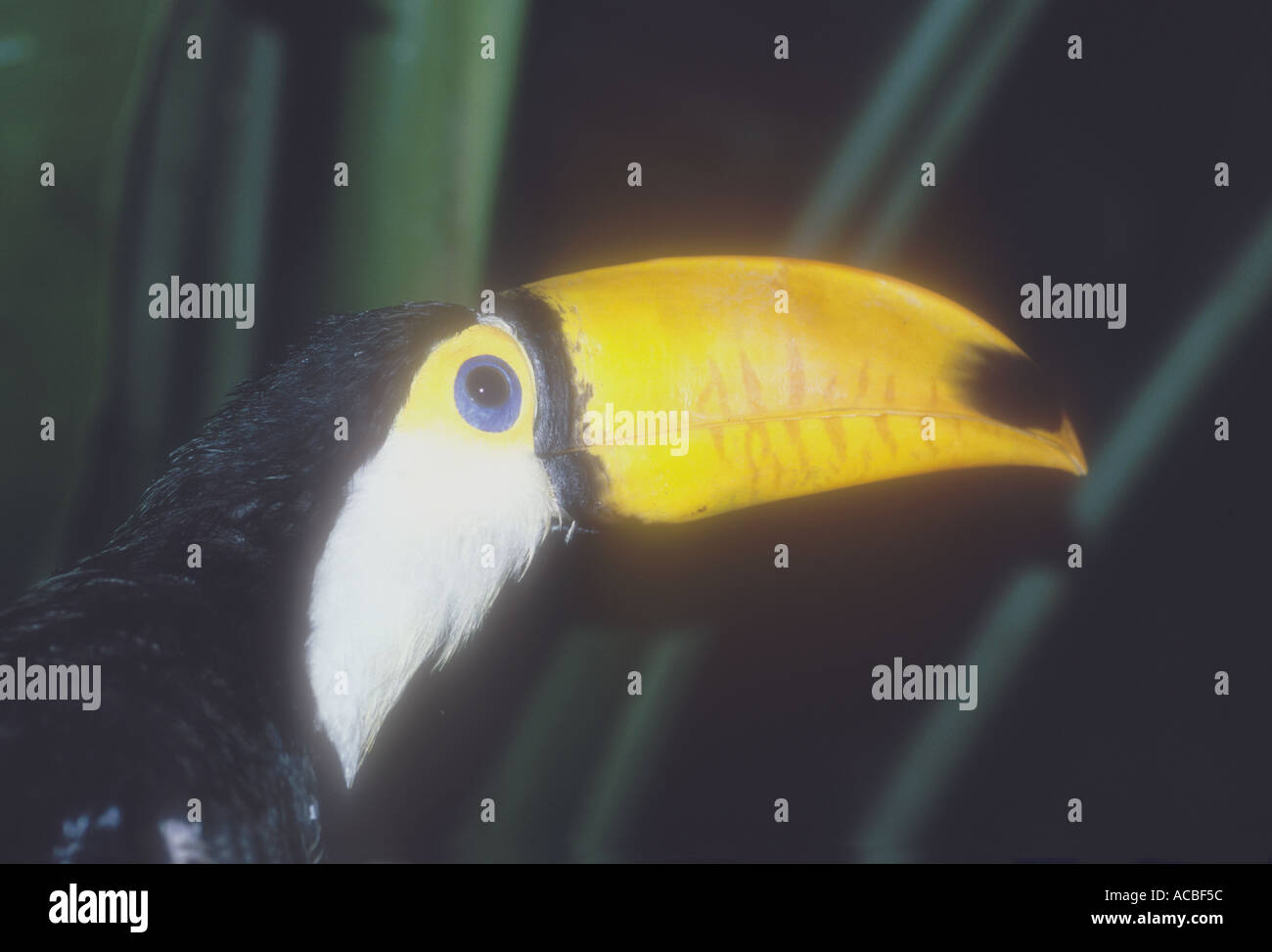 Tucan hi-res stock photography and images - Alamy