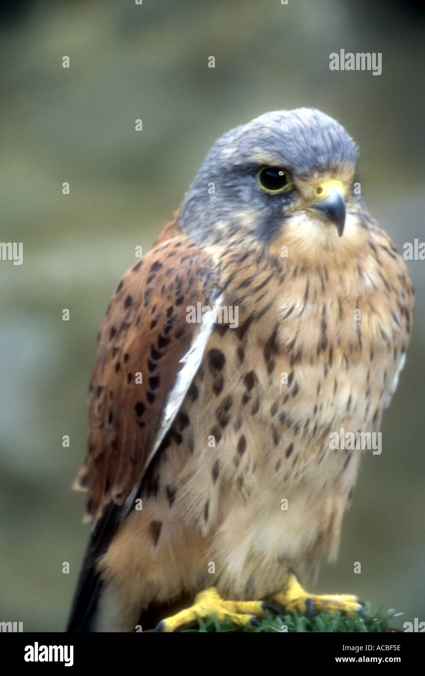 Portrait format kestrel hi-res stock photography and images - Alamy