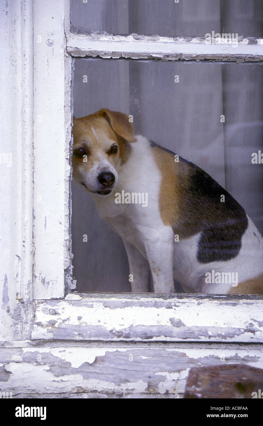 dog behind the window Stock Photo - Alamy