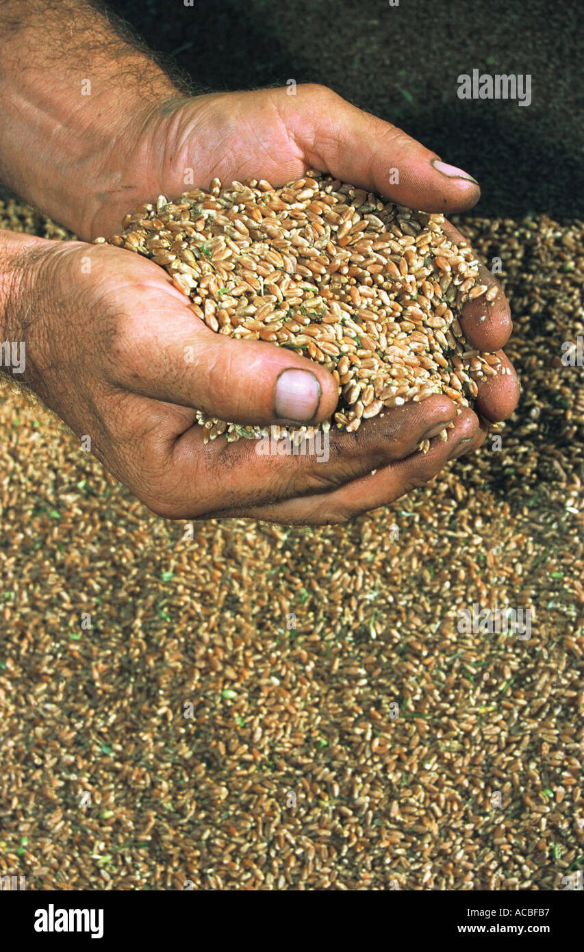 A handful of grains Stock Photo - Alamy