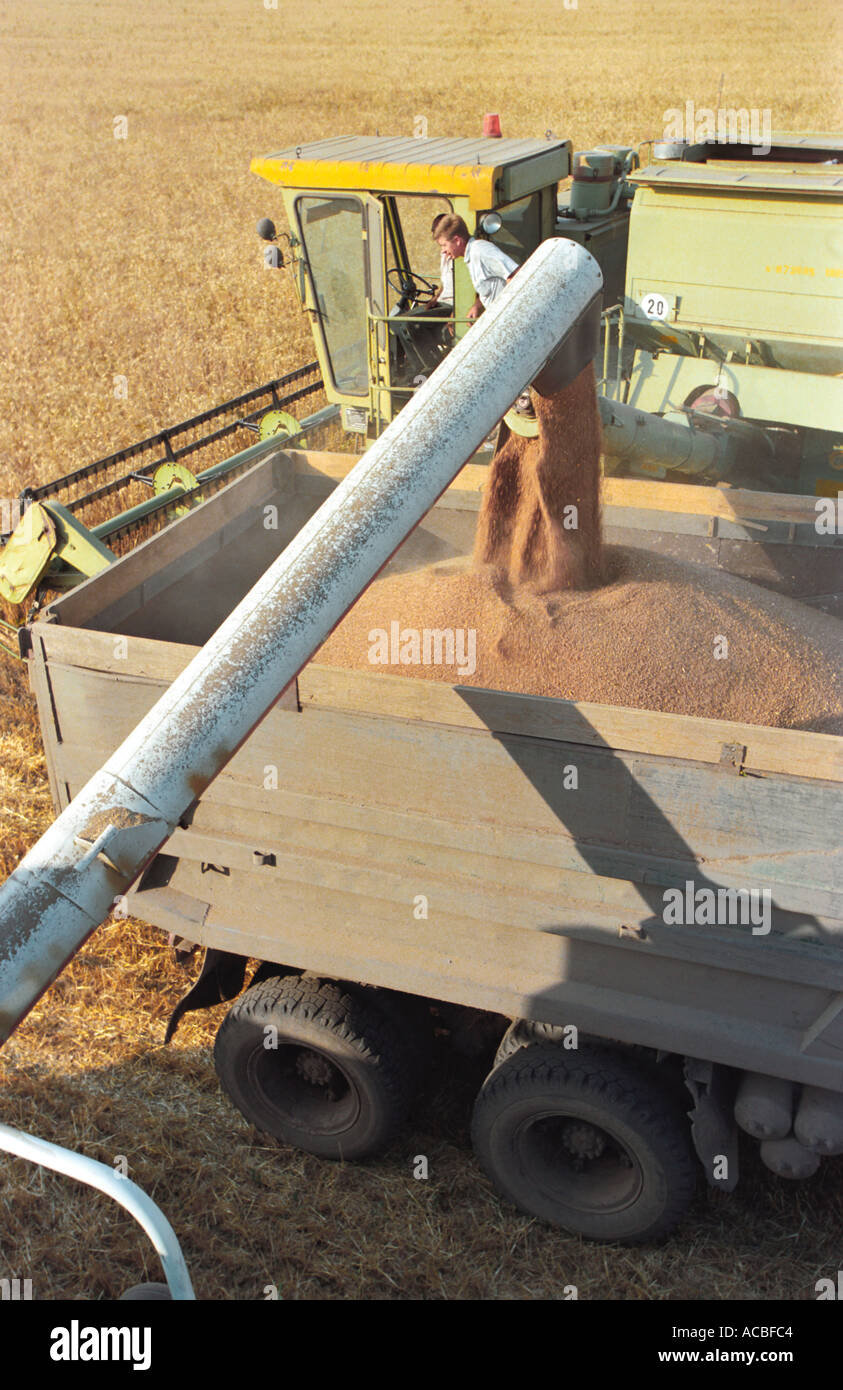 A combine is pouring grain into a lorry Stock Photo - Alamy