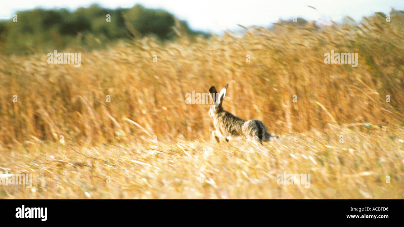Dominator tractor hi-res stock photography and images - Alamy