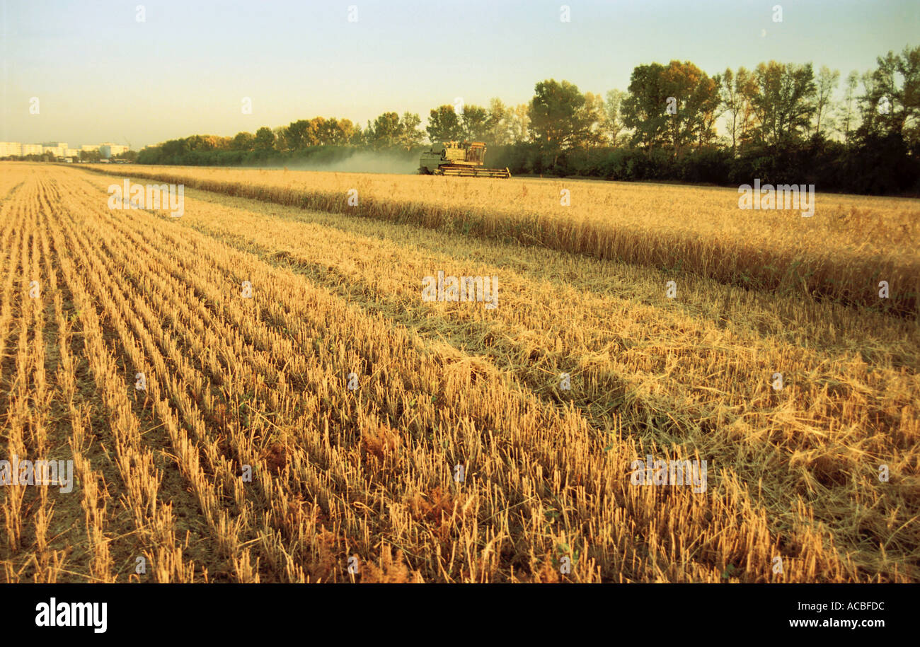 A wheaten cornfield after harvesting Combine is reaping a cornfield ...