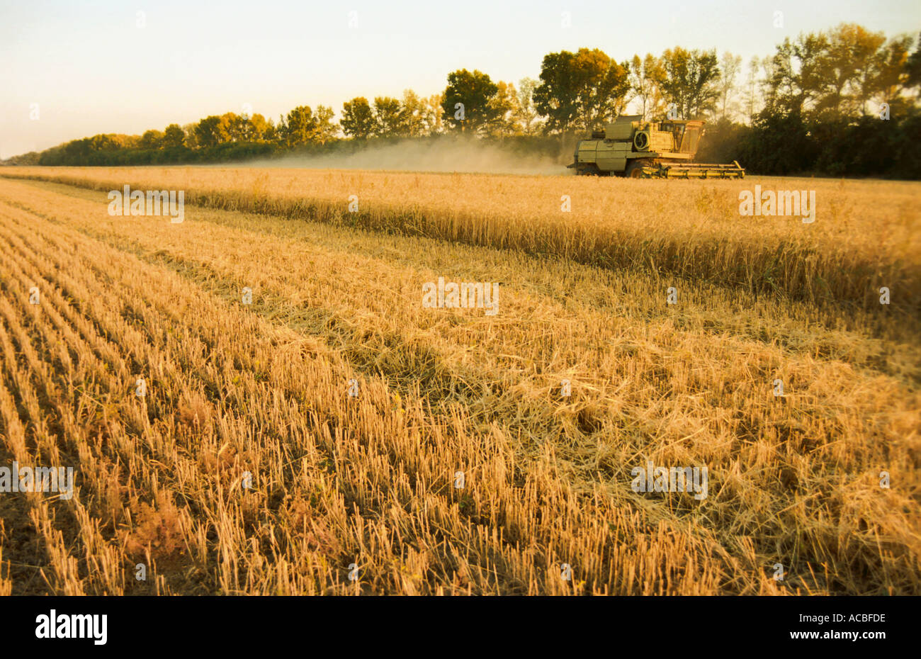 A wheaten cornfield after harvesting Combine is reaping a cornfield ...