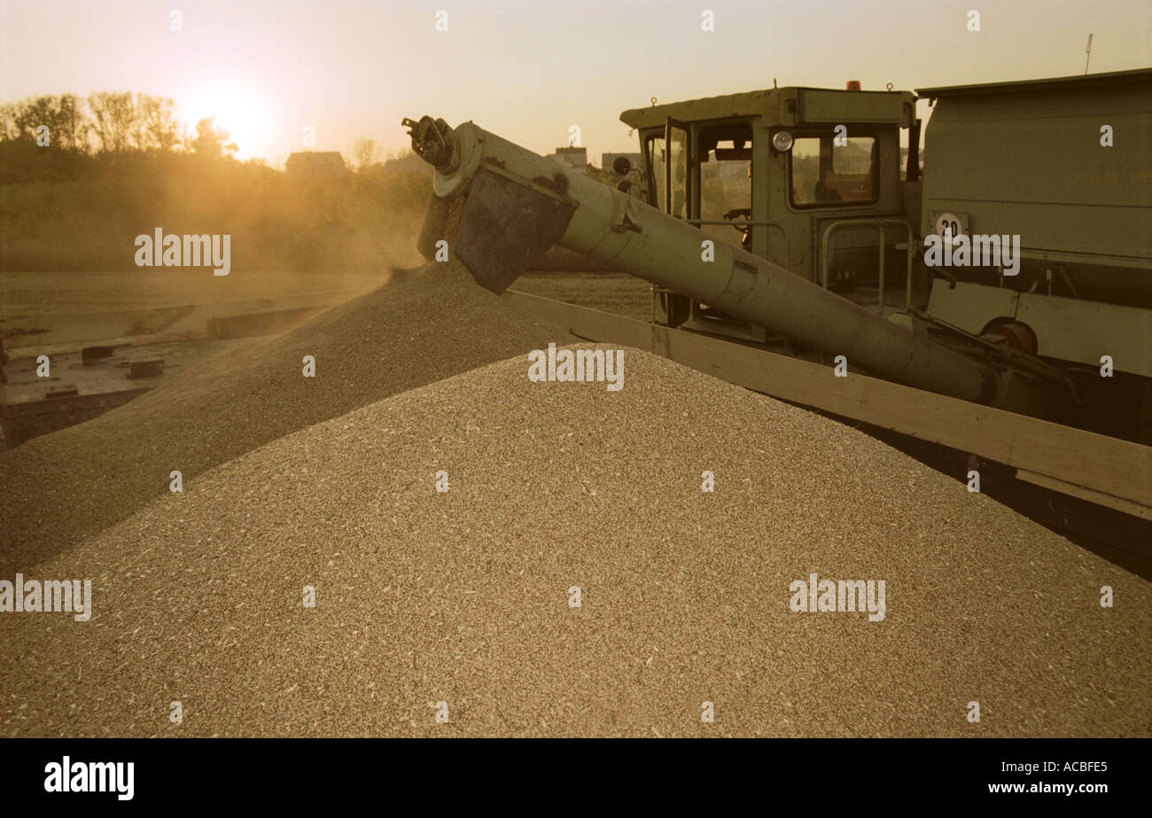 A combine is pouring grain into a lorry Stock Photo - Alamy