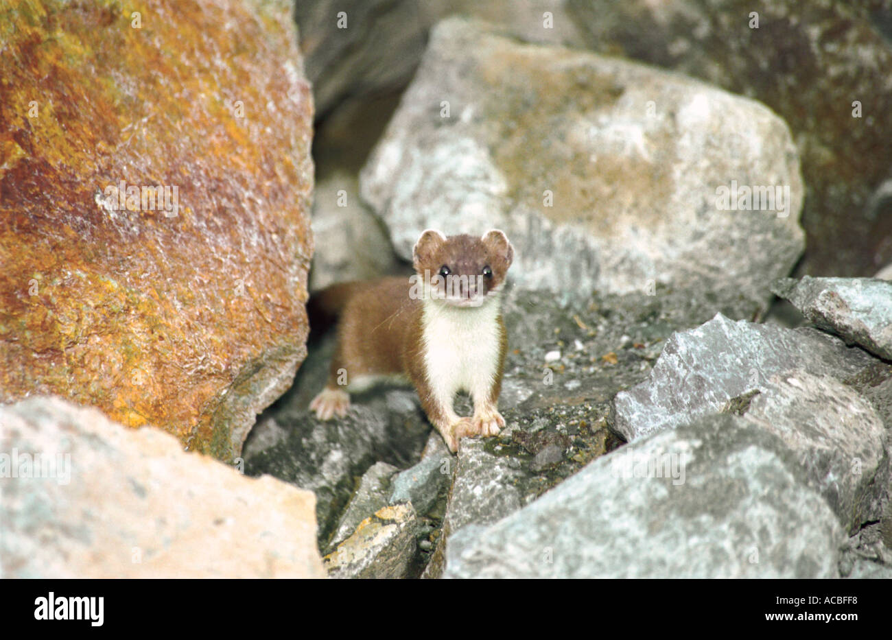 Weasel among rocks and stones Putoris vulgaris Stock Photo - Alamy