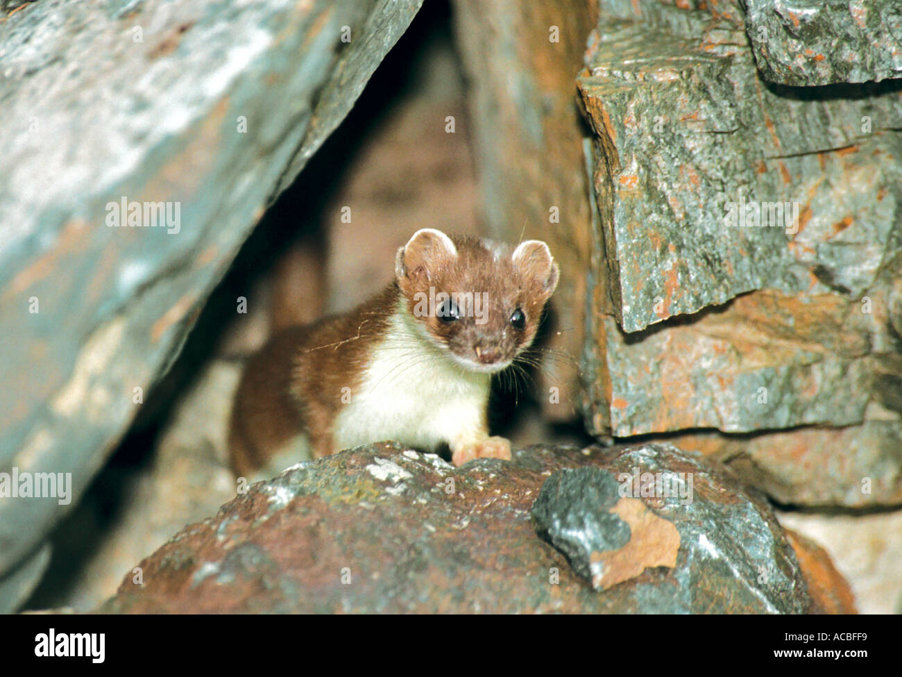 Weasel among rocks and stones Putoris vulgaris Stock Photo - Alamy