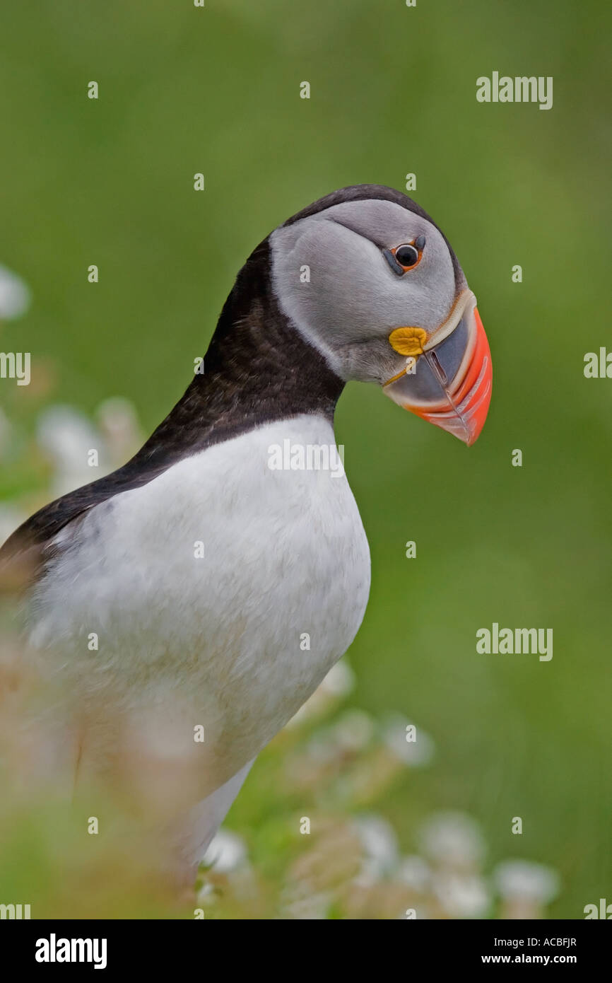 Puffin in close-up Stock Photo - Alamy