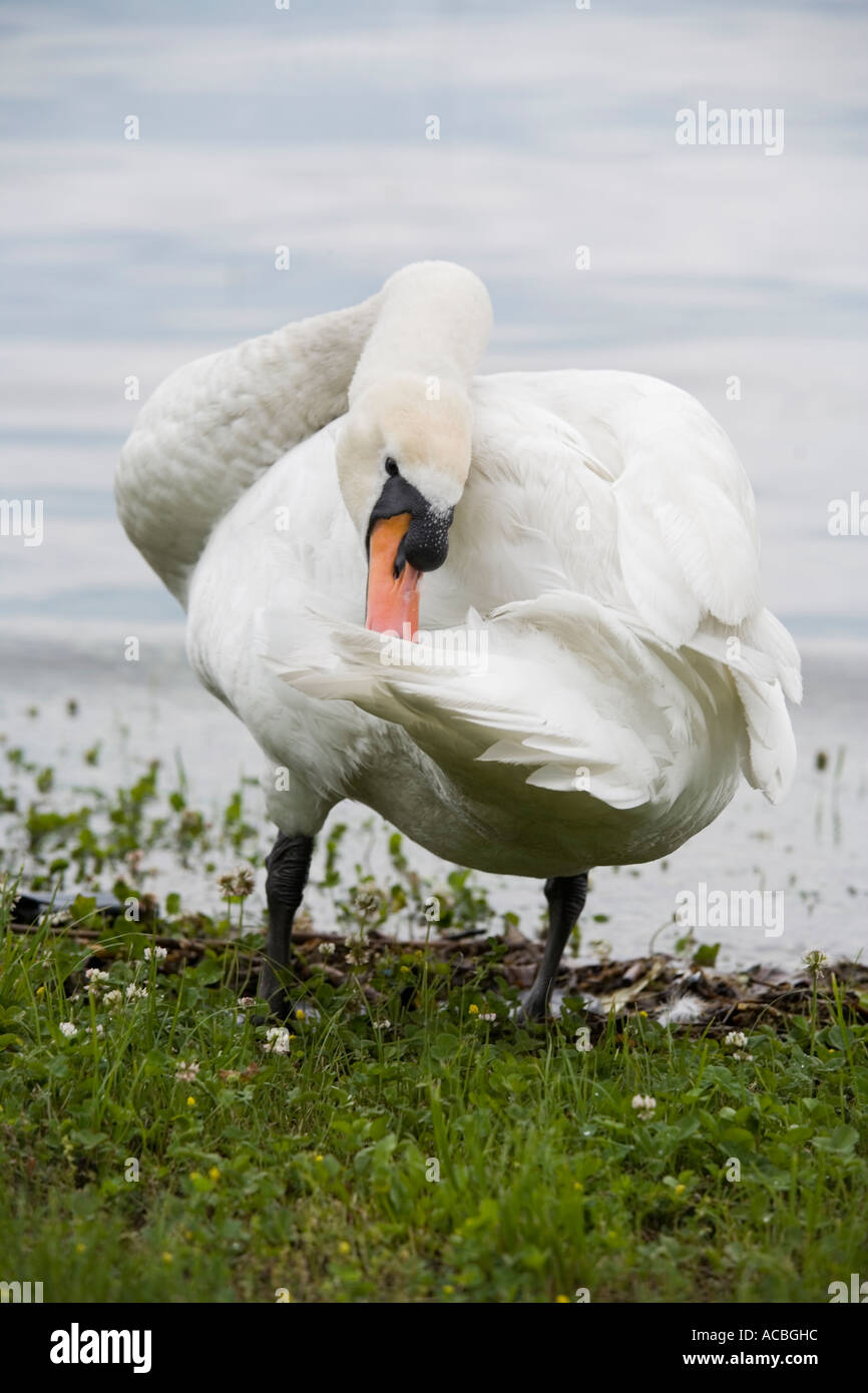 swan cleaning its feathers by the lake Stock Photo - Alamy
