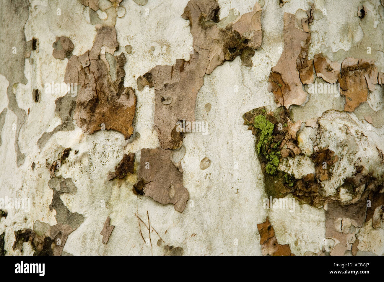 Detail of a platanus tree trunk Stock Photo - Alamy
