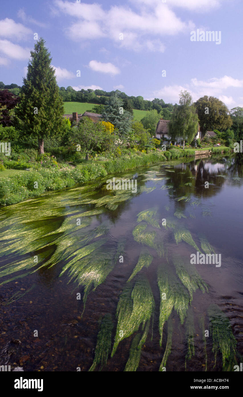 River Exe at Bickleigh Stock Photo - Alamy