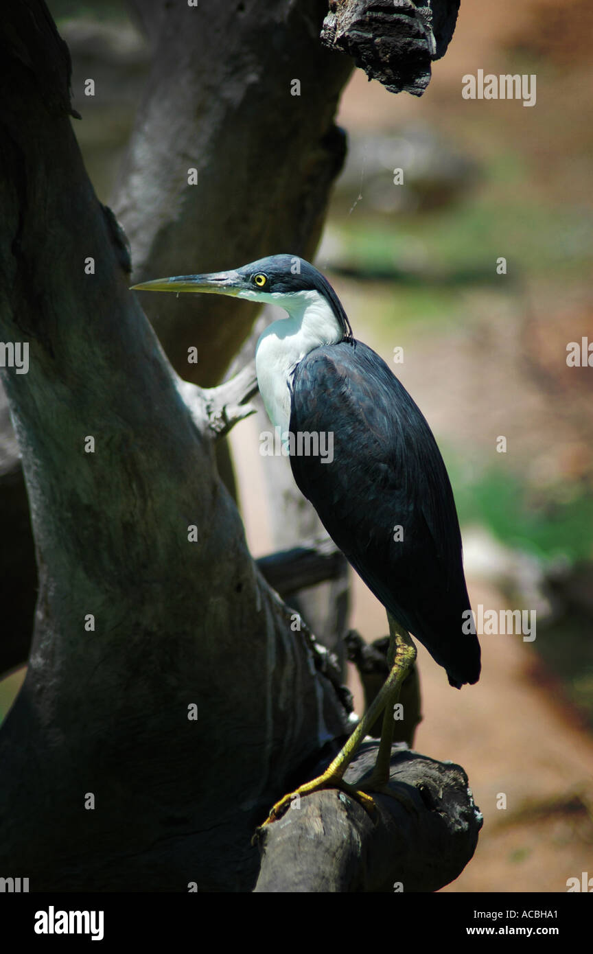 Fisher bird hi-res stock photography and images - Alamy