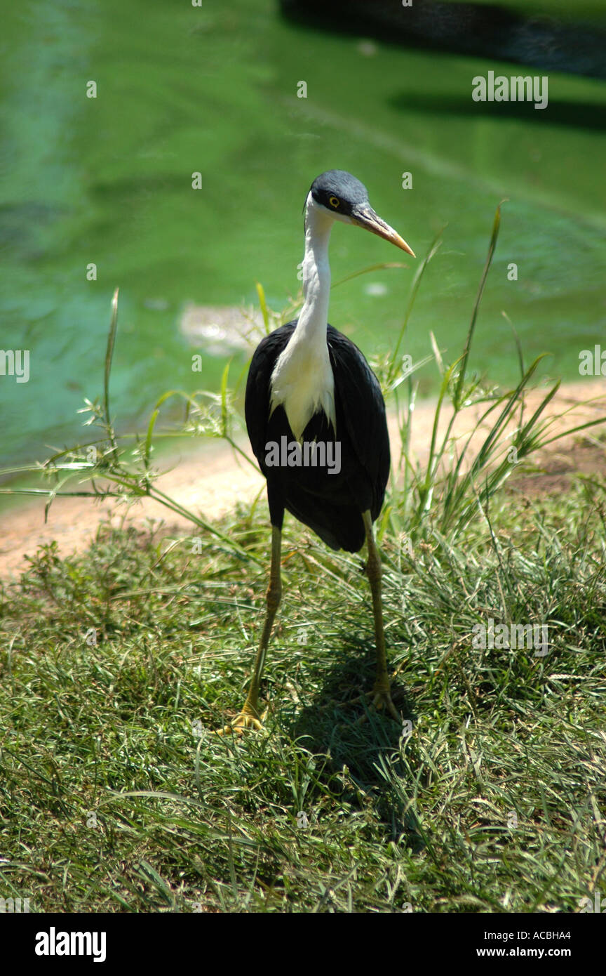 Fisher bird hi-res stock photography and images - Alamy