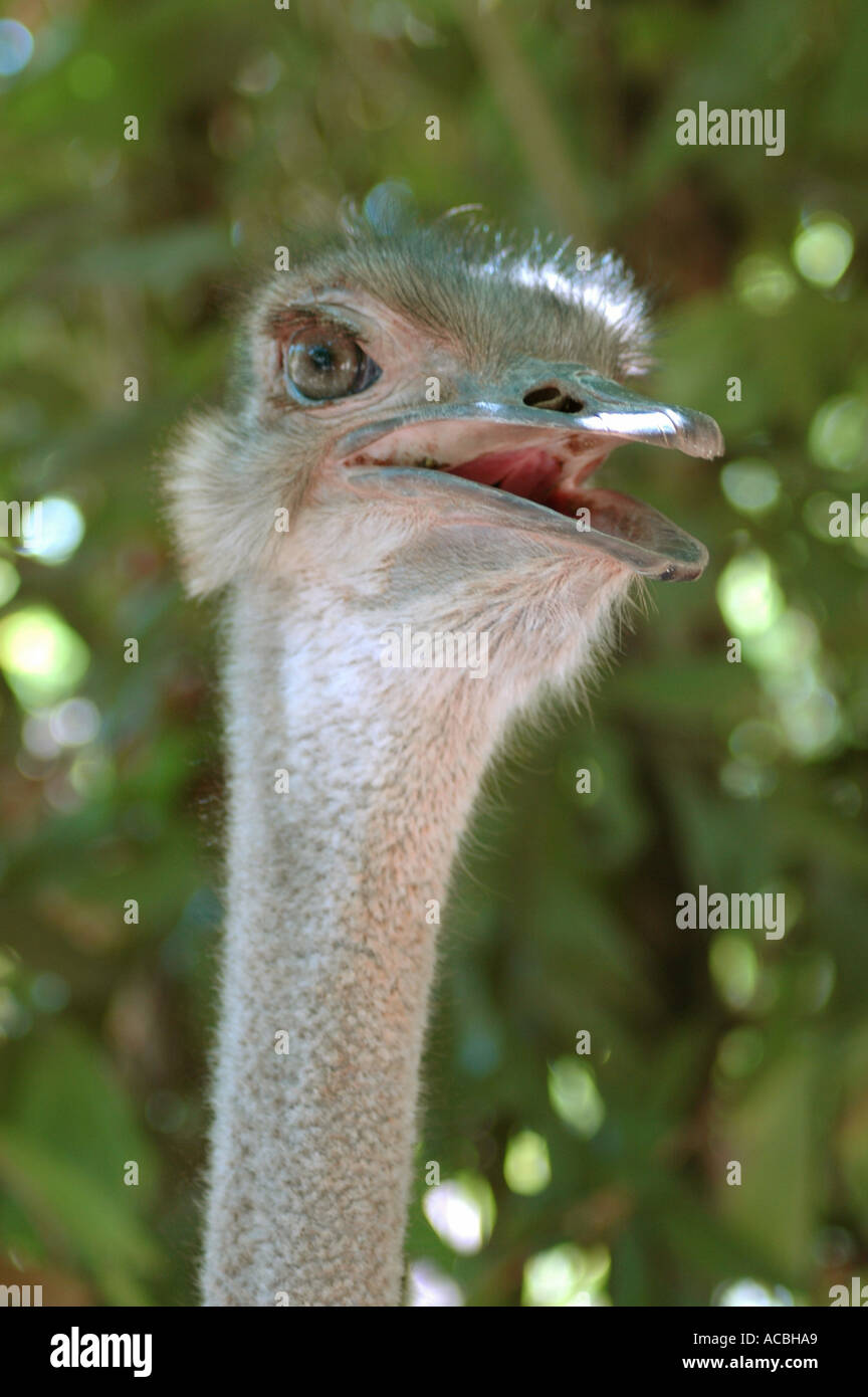 Dead emu hi-res stock photography and images - Alamy