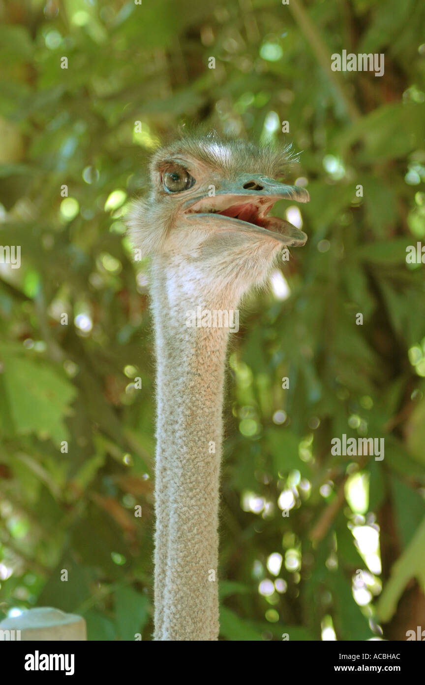 Dead emu hi-res stock photography and images - Alamy