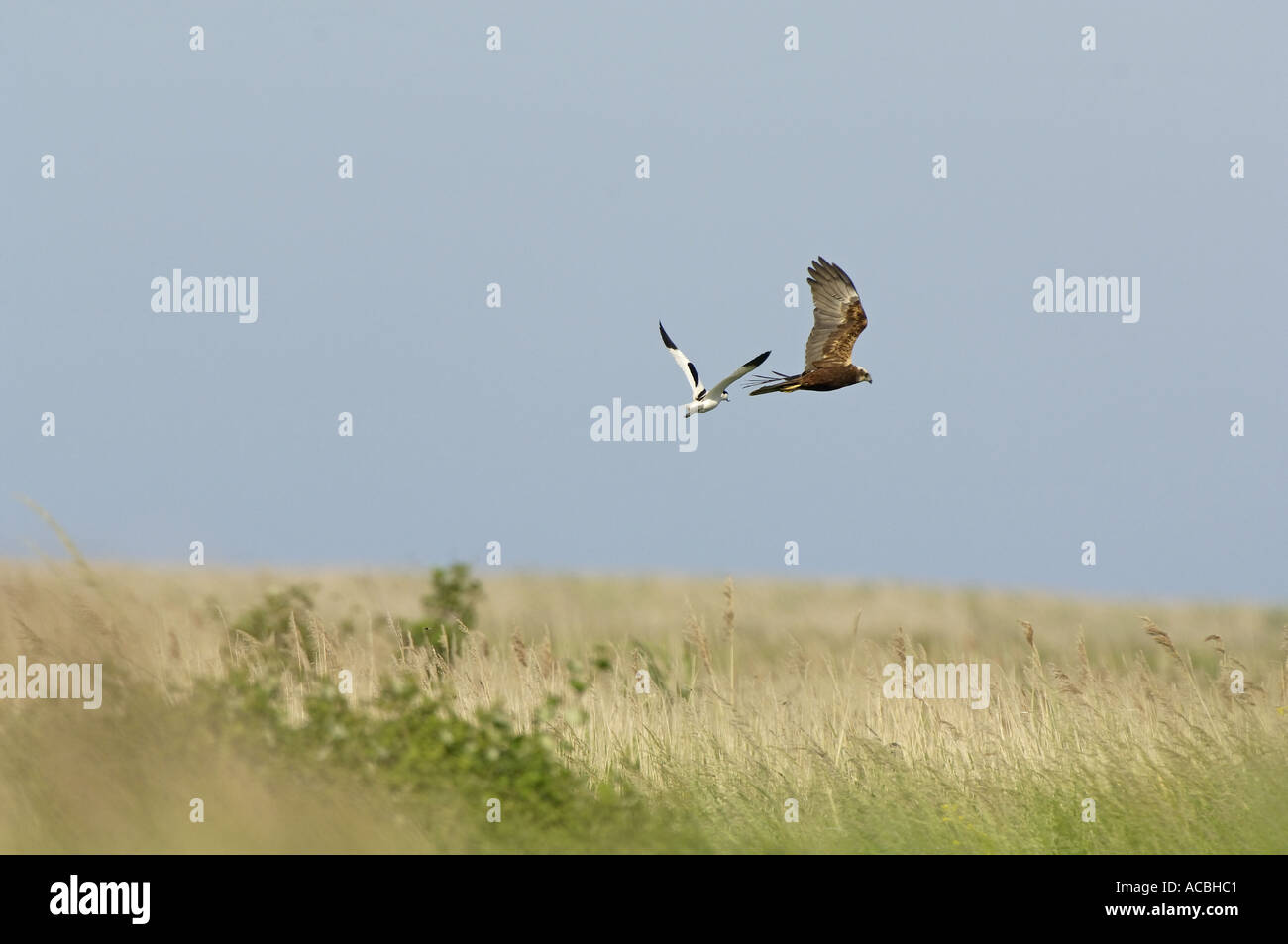 Mobbing bird hi-res stock photography and images - Alamy