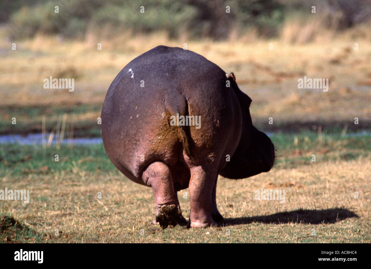 Hippo running away, Hippopotamus amphibius Stock Photo - Alamy