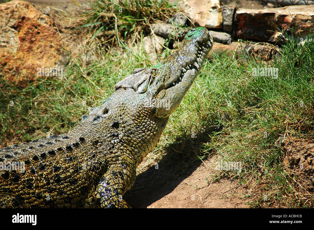 Crocodile attack man hi-res stock photography and images - Alamy