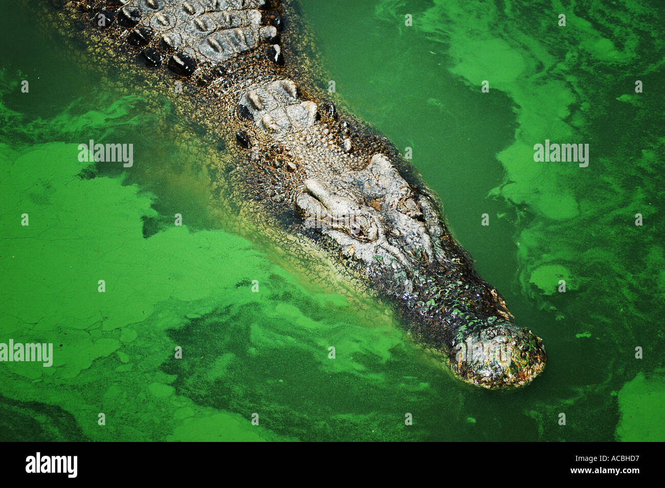 Dead croc hi-res stock photography and images - Alamy