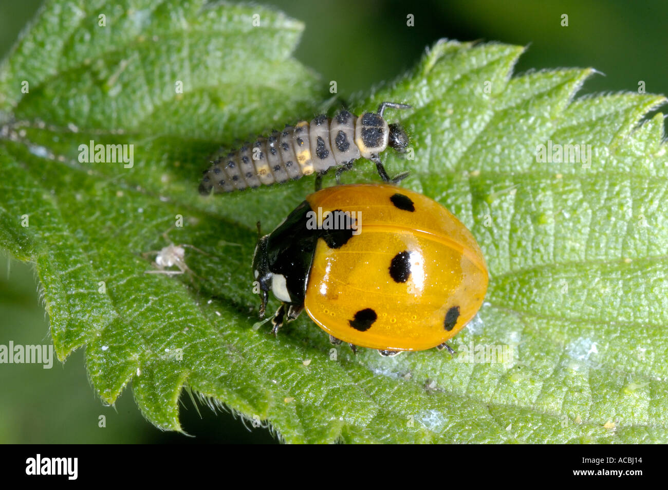 Immature lady hi-res stock photography and images - Alamy