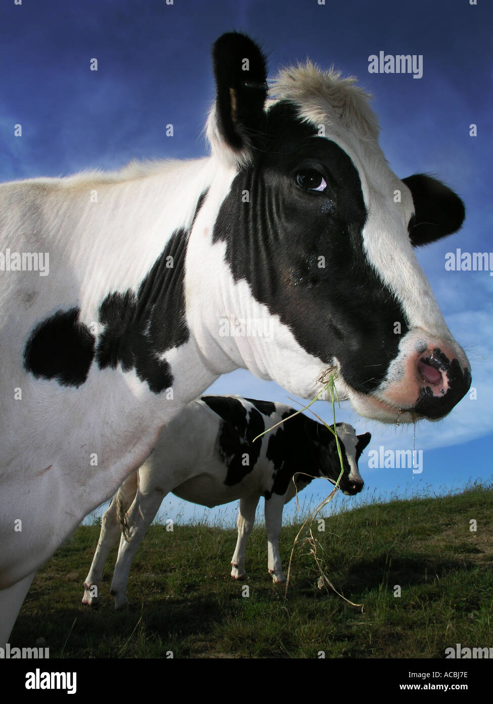 Baby cow young happy hi-res stock photography and images - Alamy