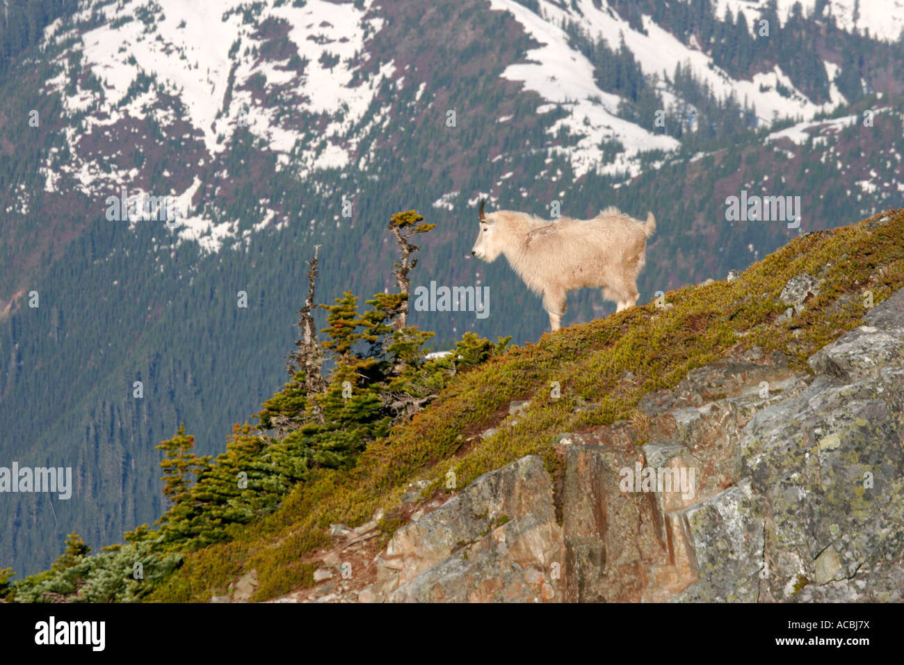 A mountain goat on a ridge above Cache Col in the North Cascades ...
