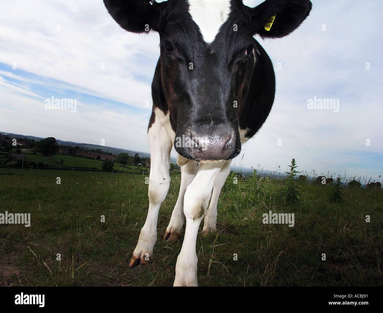 happy cow 3 Stock Photo - Alamy