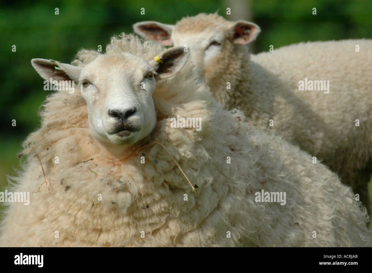 Chew the cud hi-res stock photography and images - Alamy