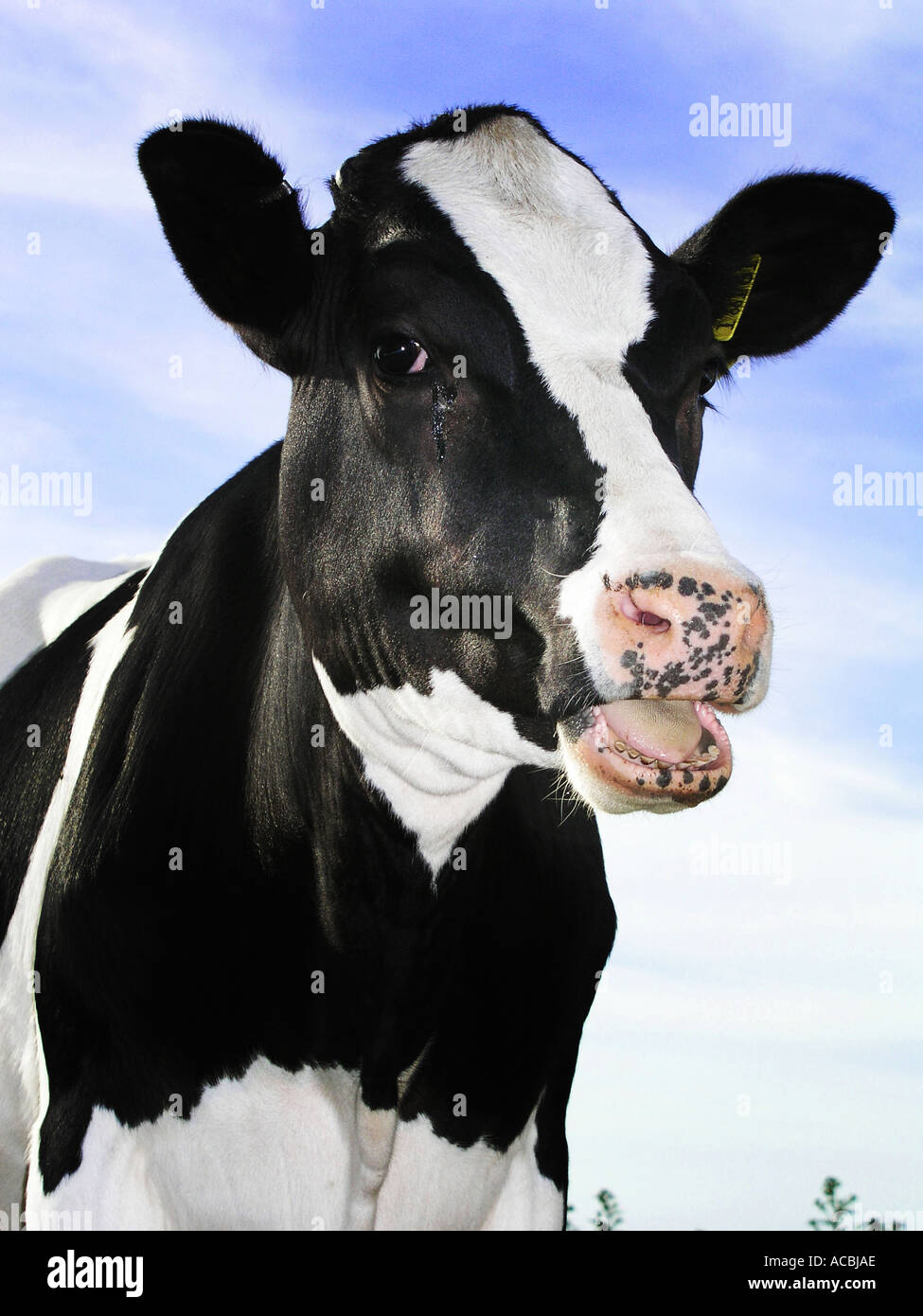 Joking cow hi-res stock photography and images - Alamy
