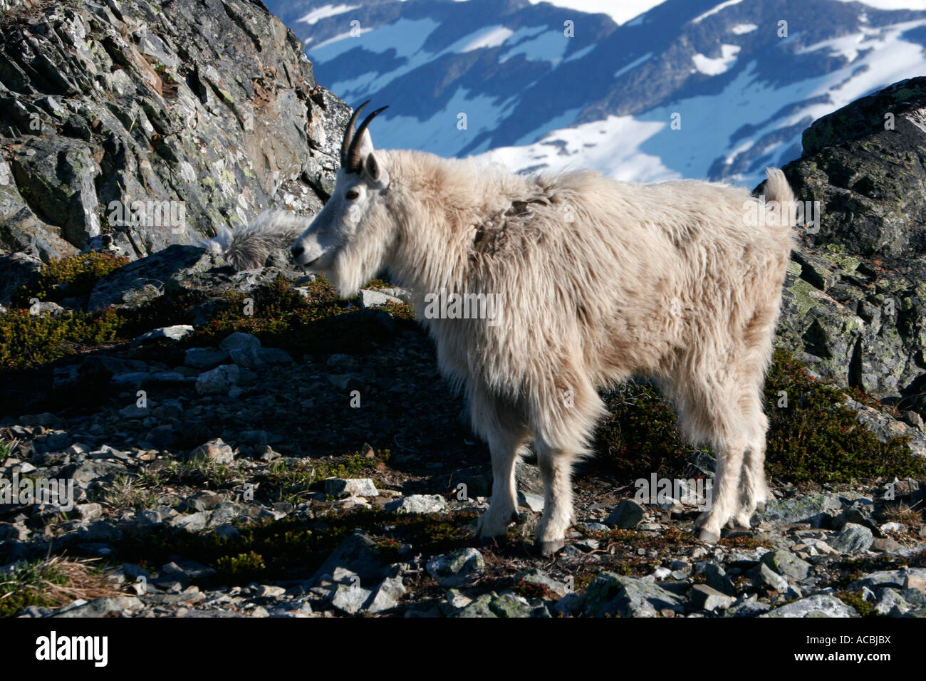 Washington Mountain Goat