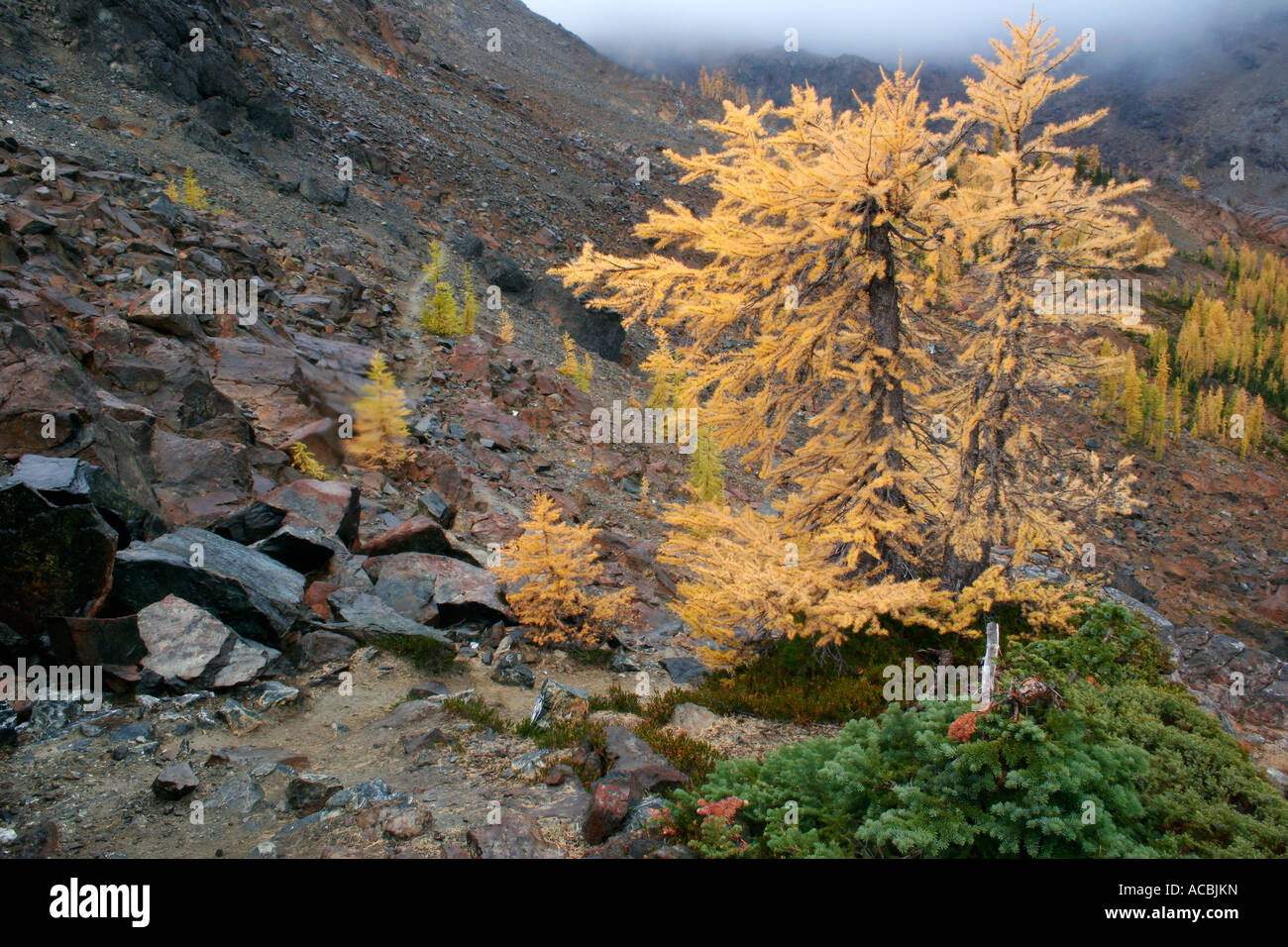 Fall larches in Headlight Creek Basin Alpine Lakes Wilderness ...
