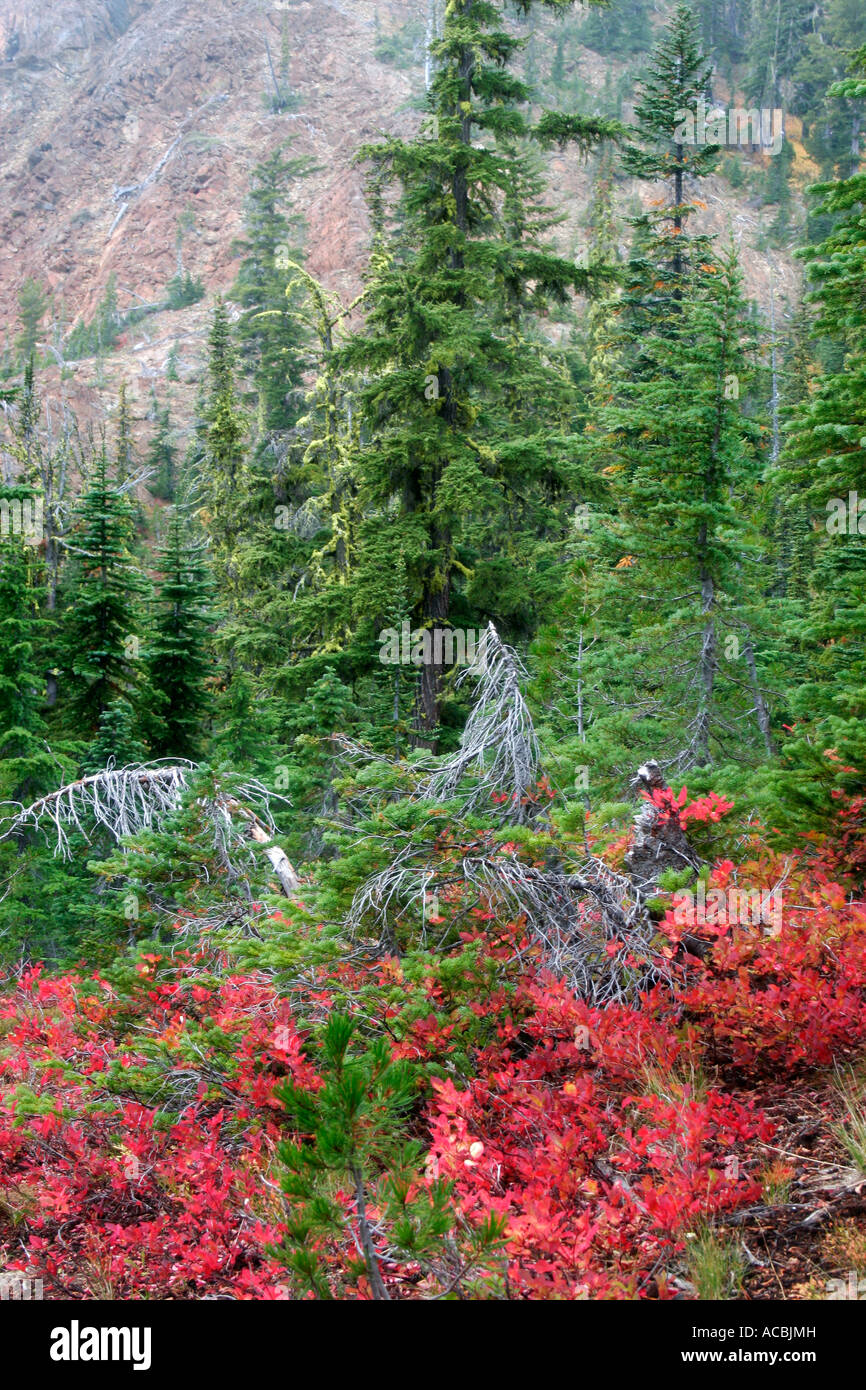 A forest of subalpine firs below Ingalls Pass in the Teanaway River ...
