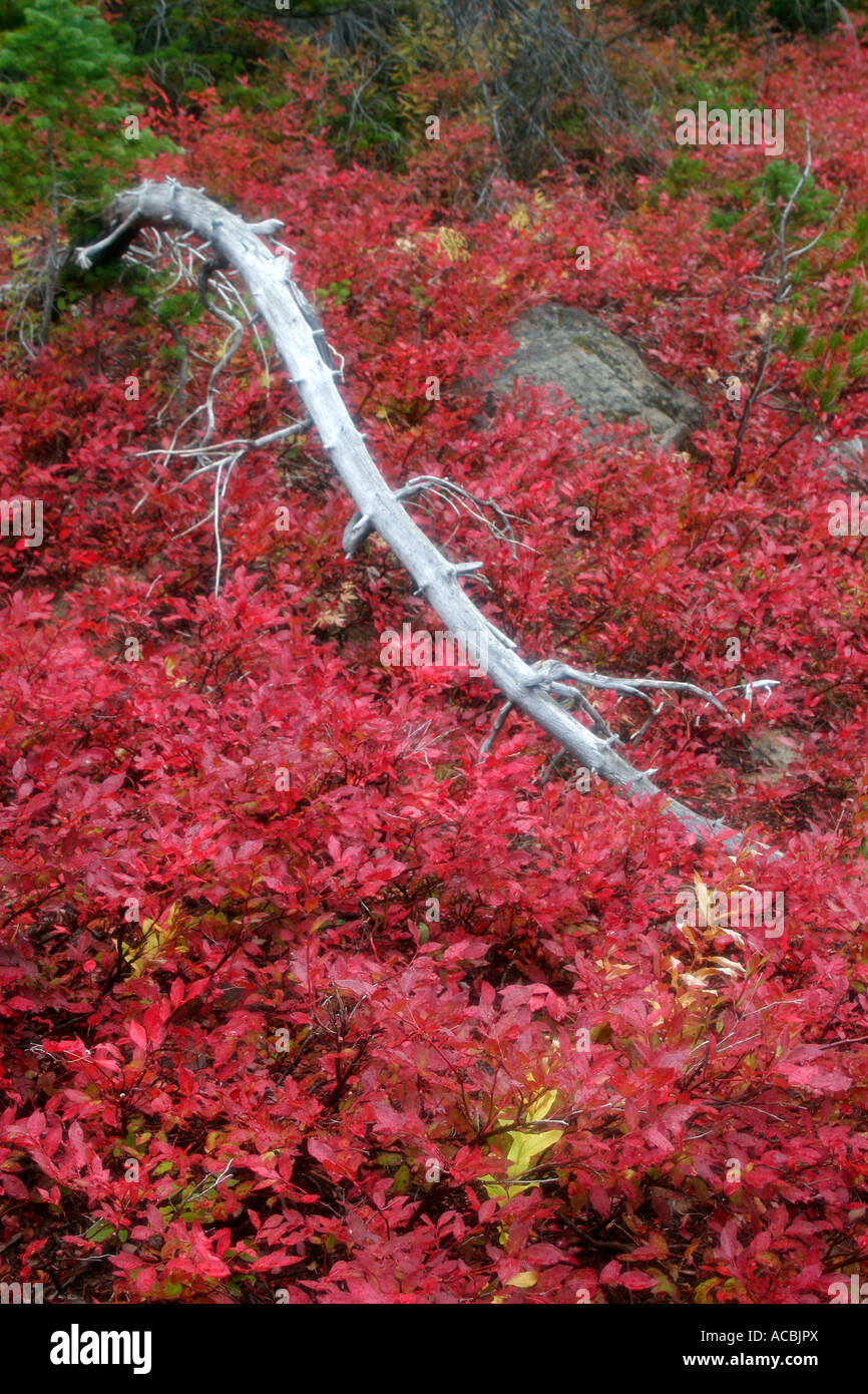 Fall crimson foliage carpets the landscape along the Ingalls Way Trail ...