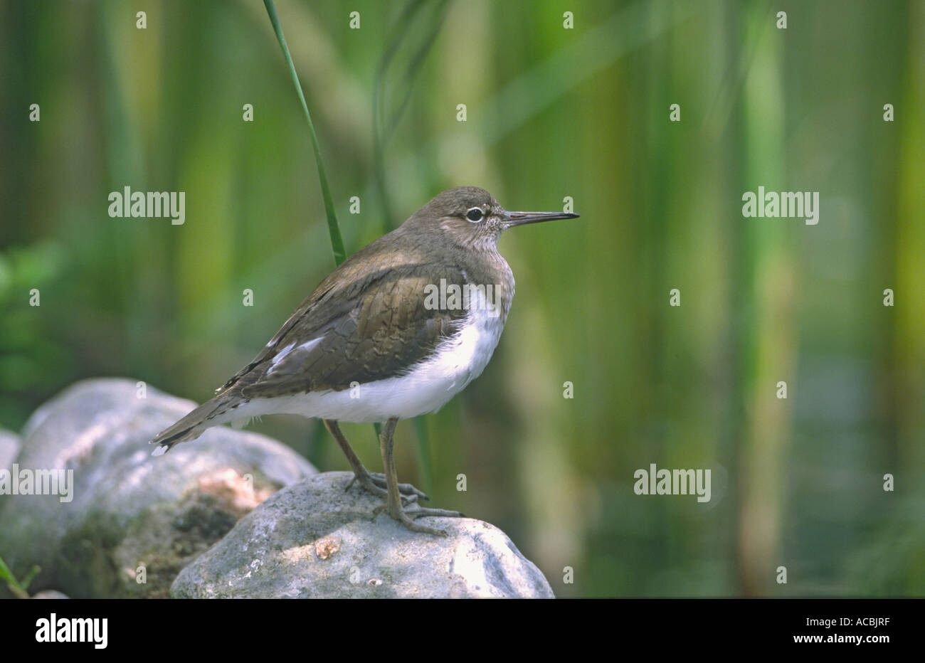 Common sandpiper profile hi-res stock photography and images - Alamy