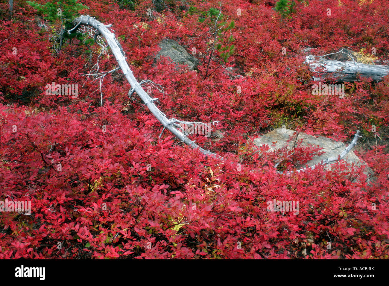Fall crimson foliage carpets the landscape along the Ingalls Way Trail ...