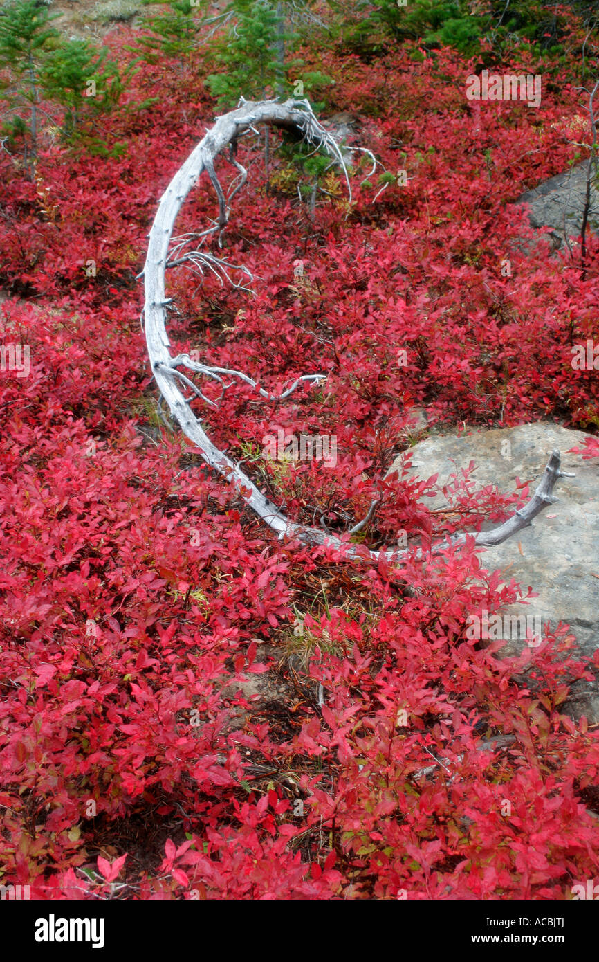 Fall crimson foliage carpets the landscape along the Ingalls Way Trail ...