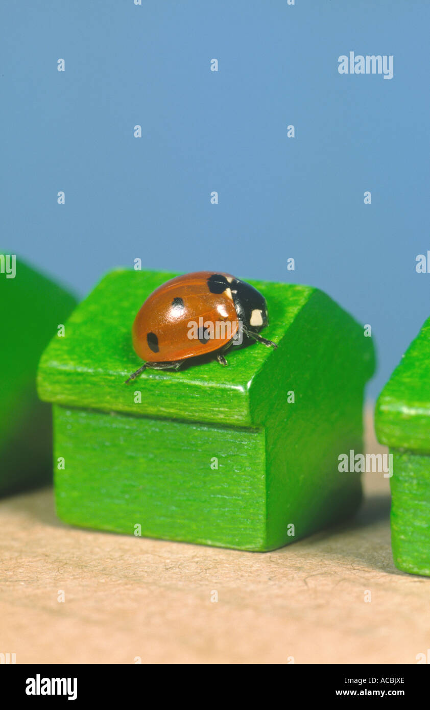 Ladybird fly away home hi-res stock photography and images - Alamy