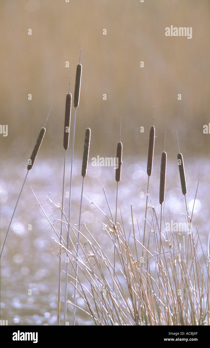 Typha angustifolia flower hi-res stock photography and images - Alamy