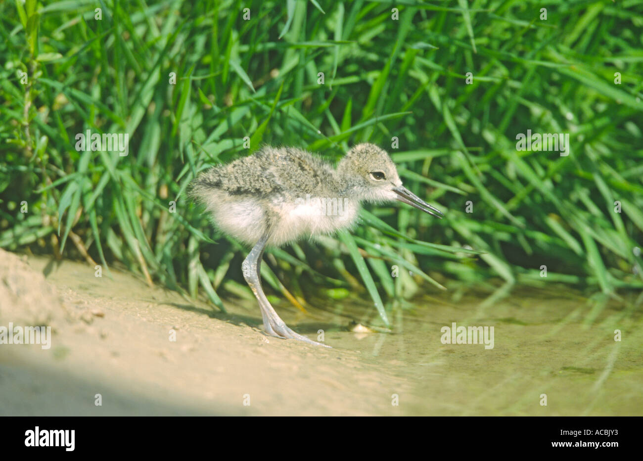 "Black Winged Stilt" Chick "Himantopus himantopus Stock Photo - Alamy