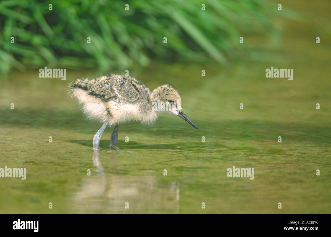 "Black Winged Stilt" Chick "Himantopus himantopus Stock Photo - Alamy