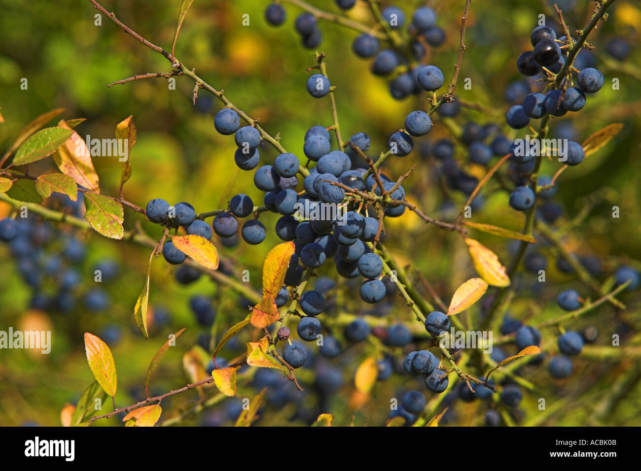 British hedgerow food hi-res stock photography and images - Alamy