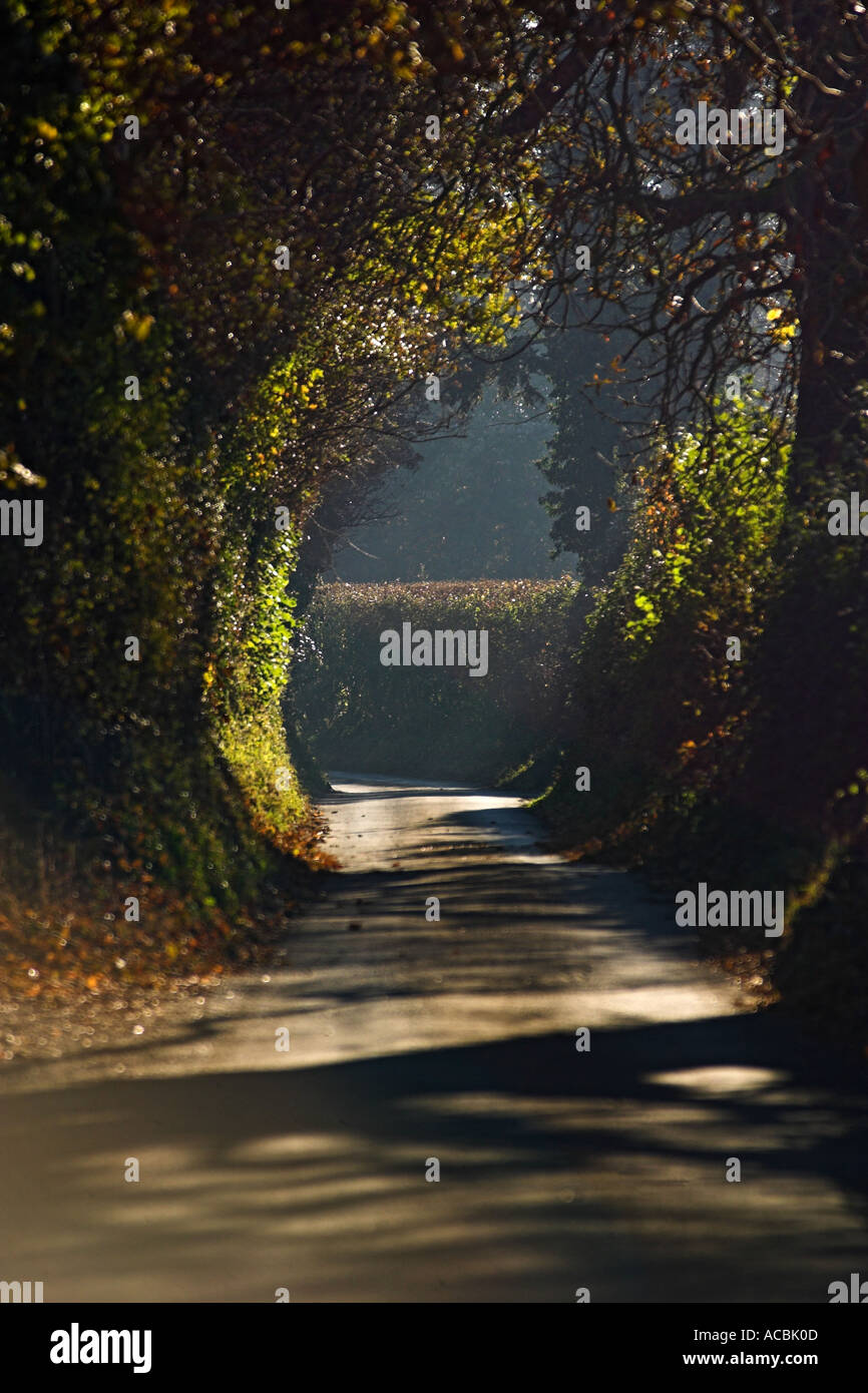 A country lane in Dorset, England Stock Photo - Alamy